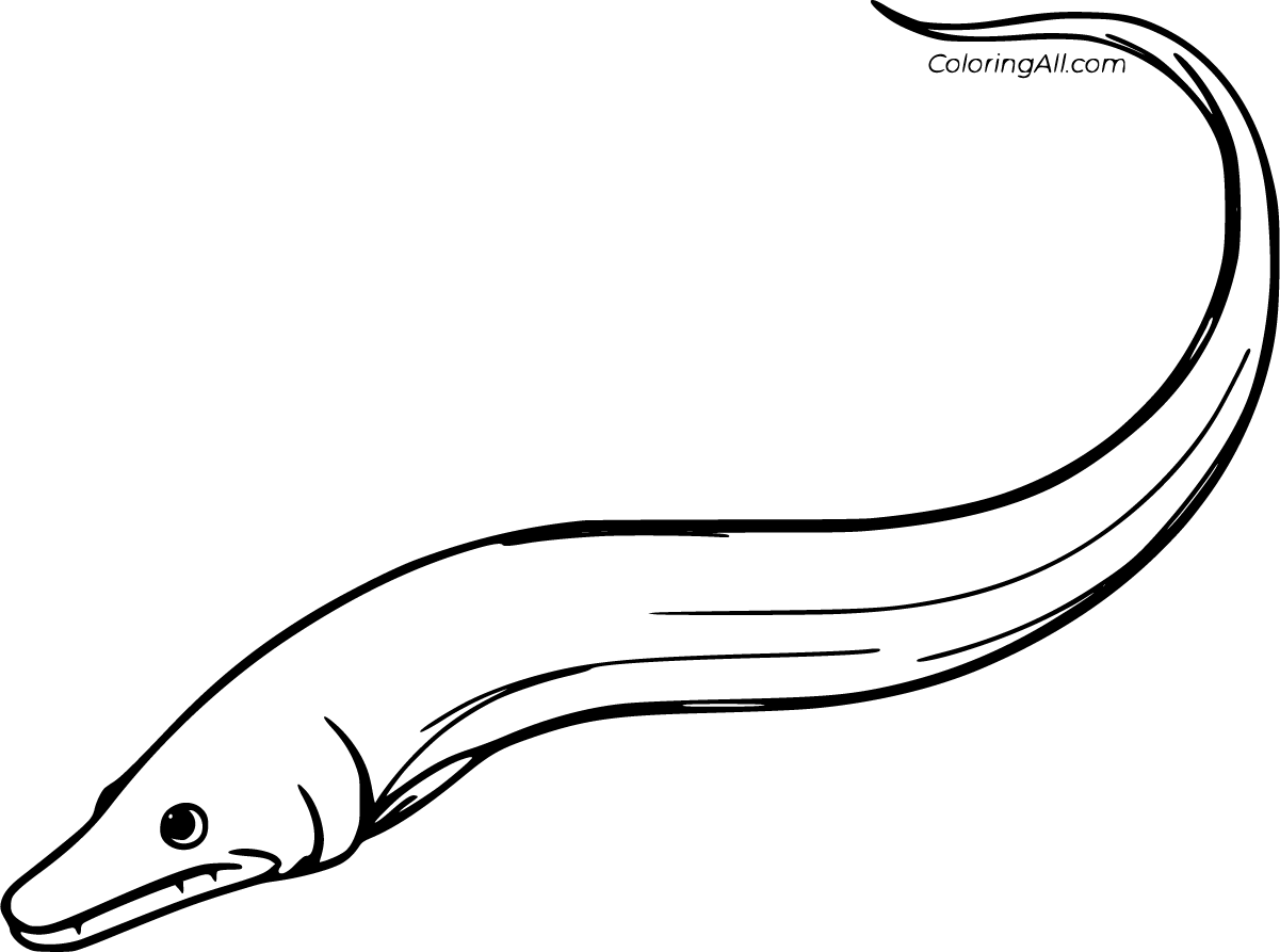 Eel Coloring Conger Electric Drawing Pages Moray Sea European Animals ...